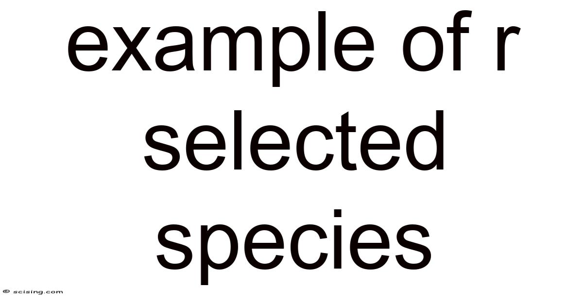 Example Of R Selected Species