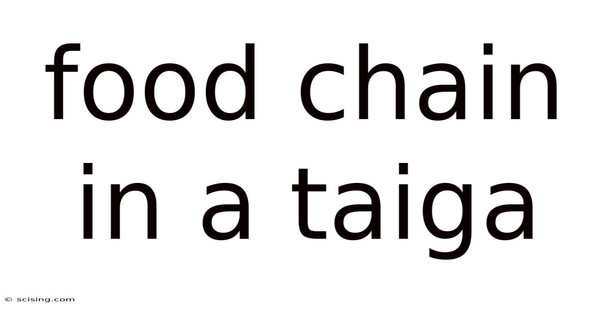 Food Chain In A Taiga