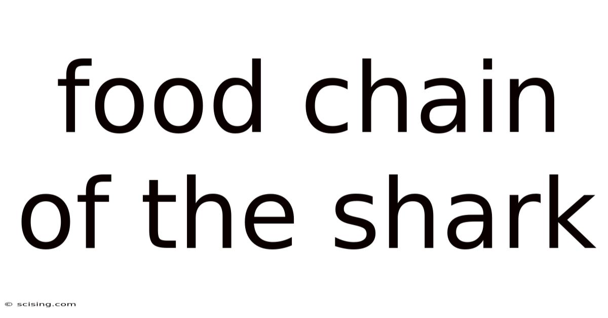 Food Chain Of The Shark