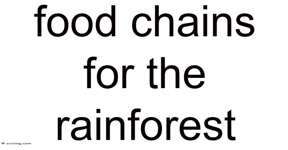 Food Chains For The Rainforest