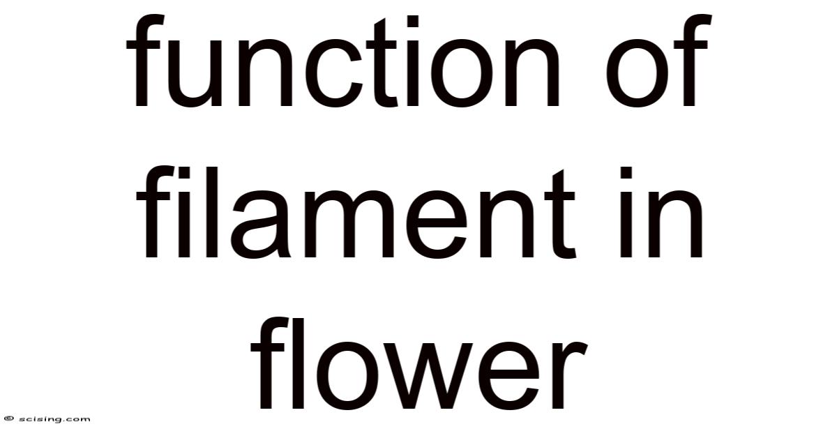 Function Of Filament In Flower