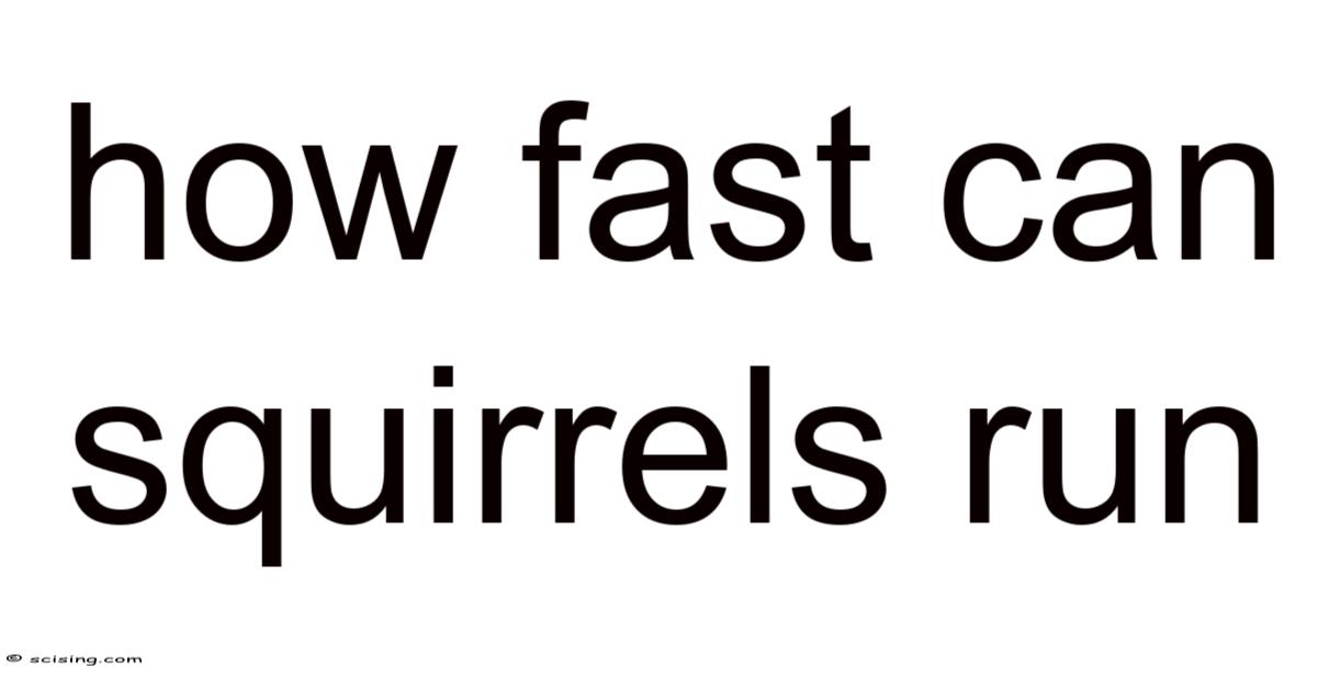 How Fast Can Squirrels Run