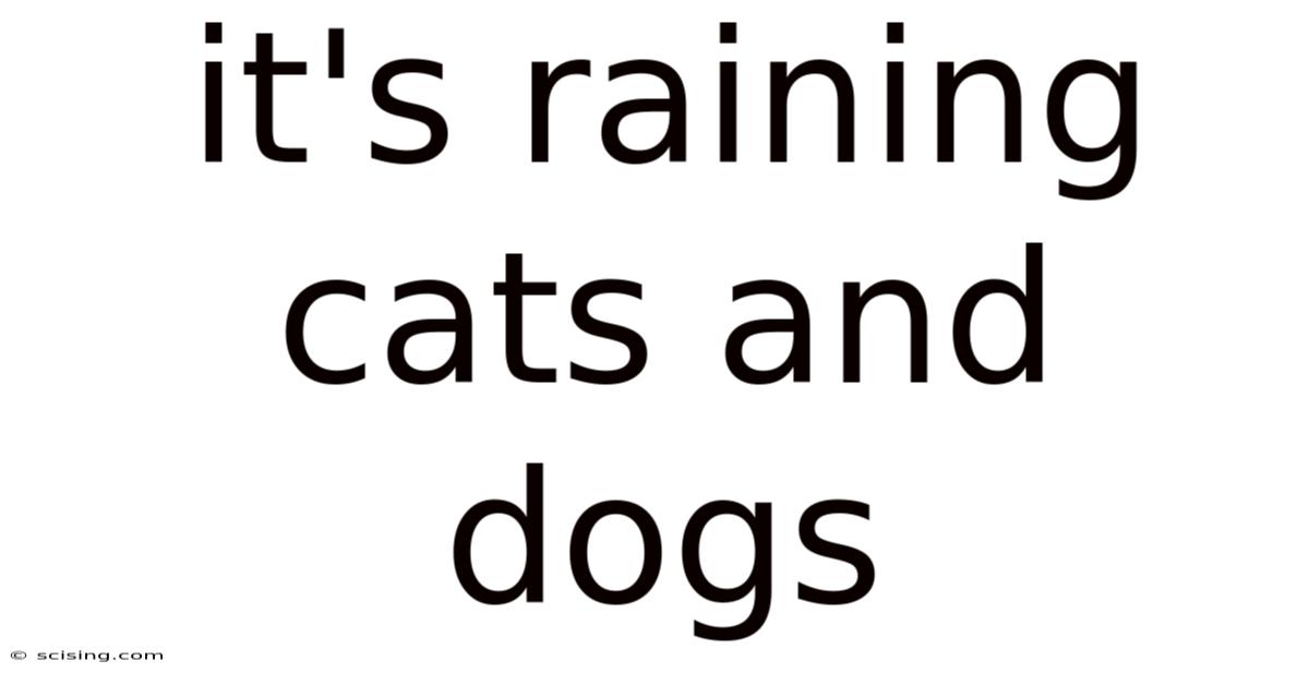 It's Raining Cats And Dogs