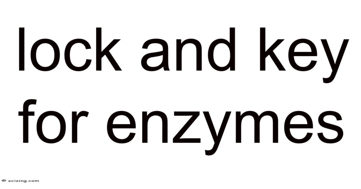 Lock And Key For Enzymes