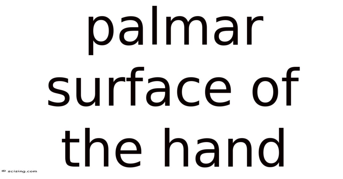 Palmar Surface Of The Hand