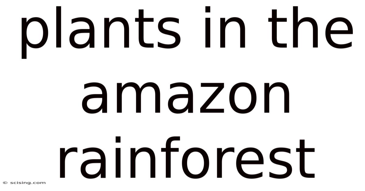 Plants In The Amazon Rainforest