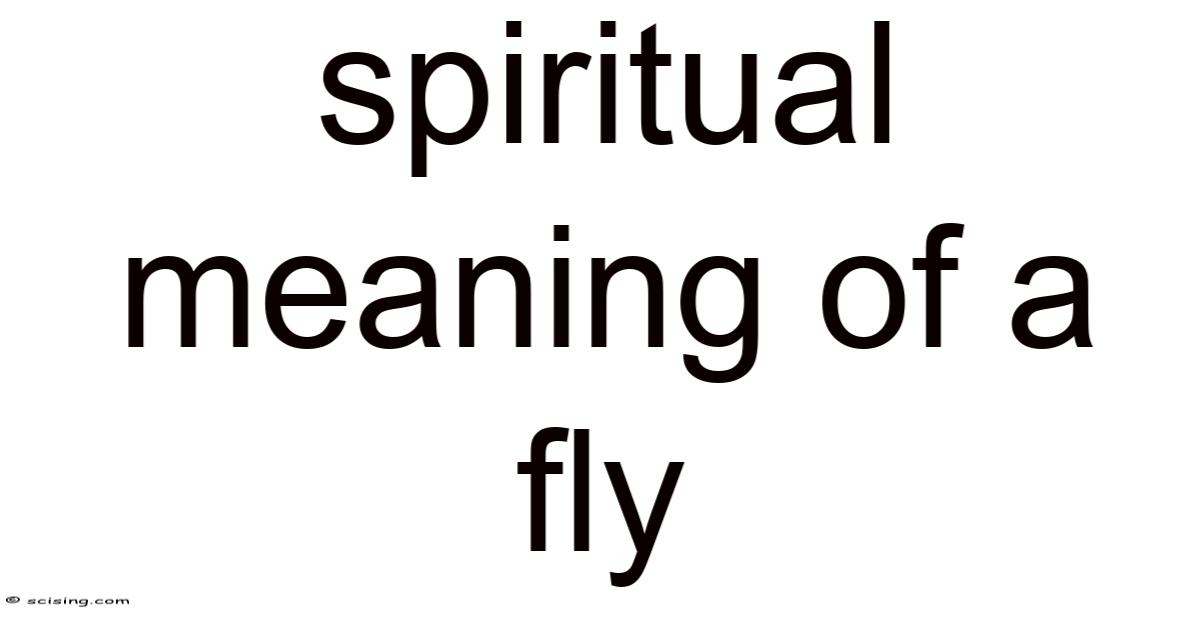 Spiritual Meaning Of A Fly