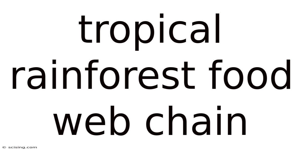Tropical Rainforest Food Web Chain