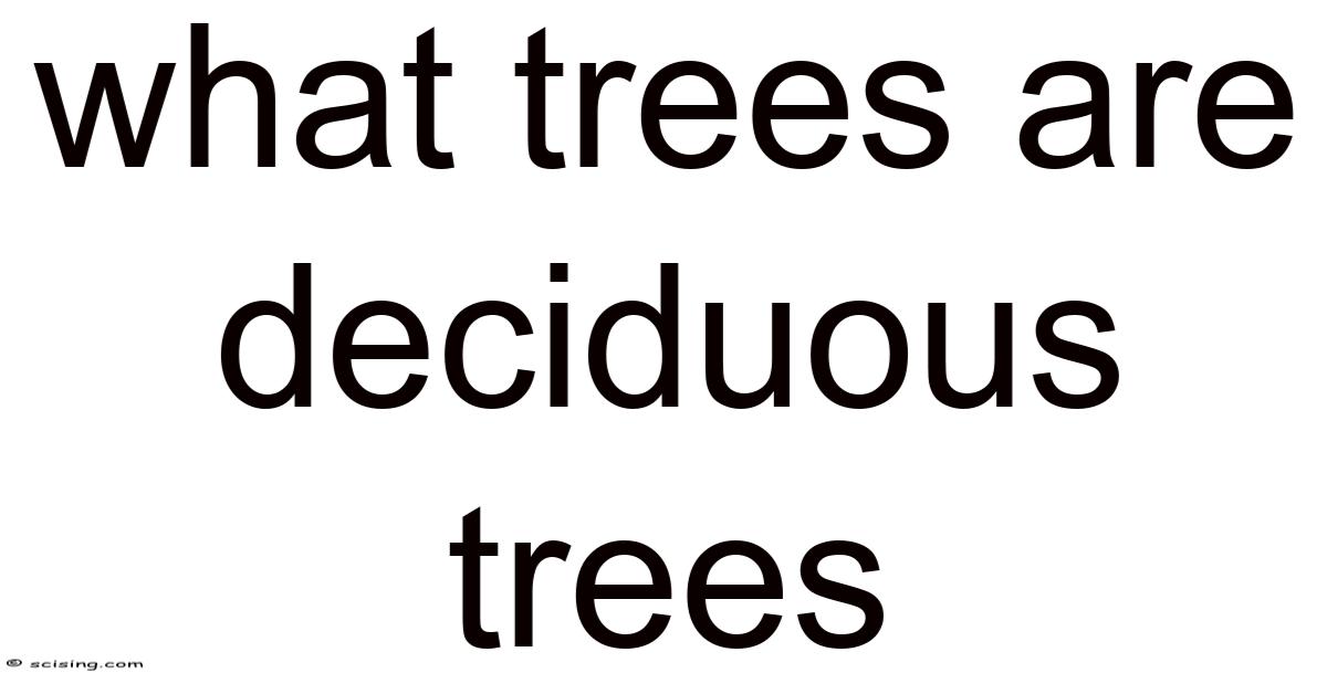 What Trees Are Deciduous Trees